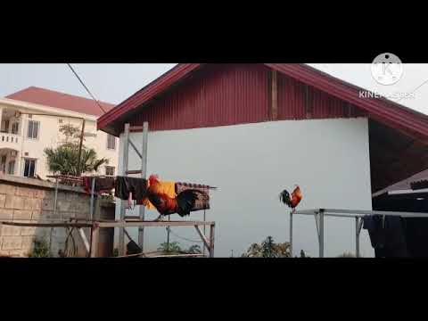 saib me nyuam qaib qus qua zoo heev 2024-2025 - YouTube