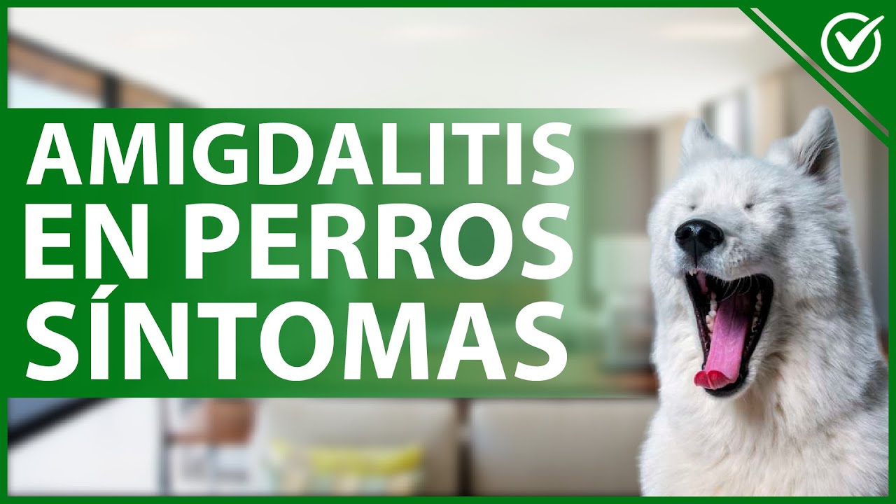 Por Qué Mi Perro Tiene La Garganta Hinchada