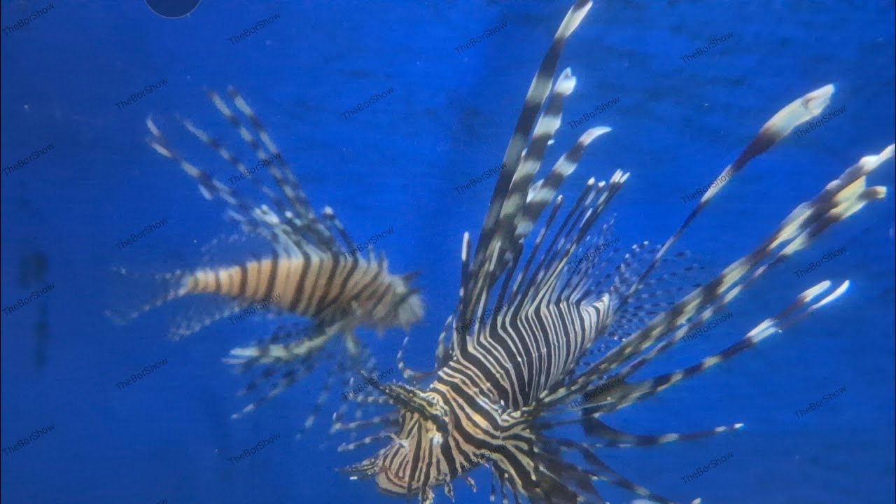 Saline 1 - Salt Water - Assorted Fish - Aquarium - Fish - Sleep, Study ...