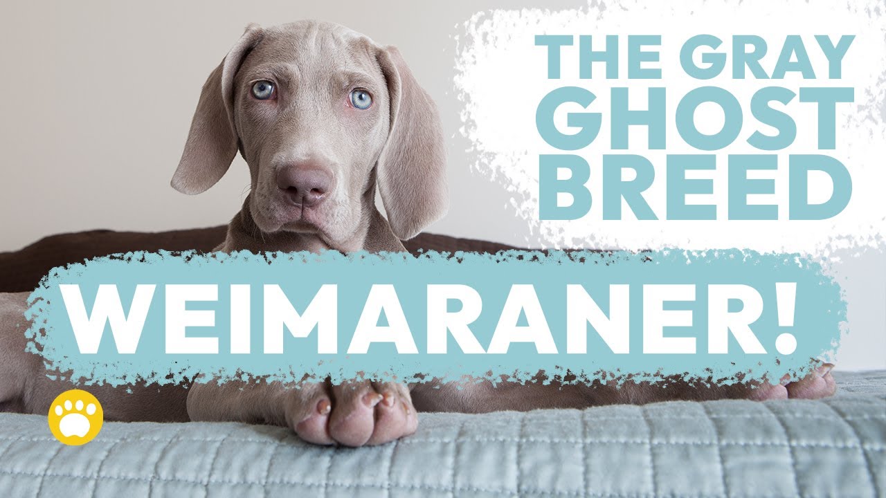 Watch This Before Dealing with Weimaraner Temperament! - YouTube