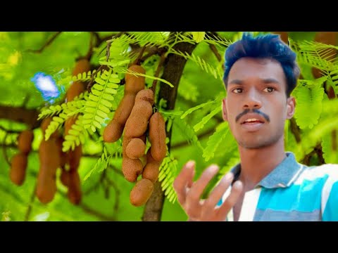 vegetable fruit imali for green mango fruit in forest jungle!!! - YouTube