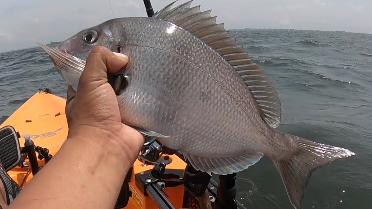 Big Porgies in Jamaica Bay! Checking out new structure! - YouTube