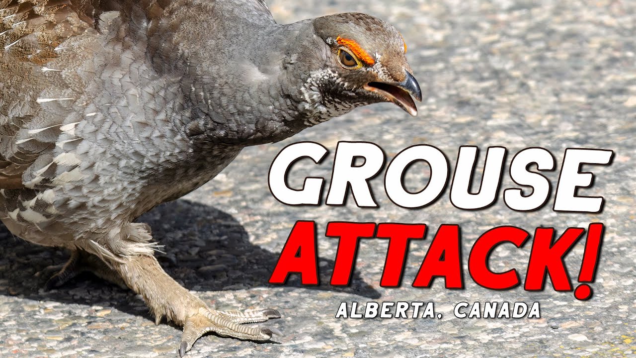 Dusky GROUSE ATTACKS Cars & Cyclists in the CANADIAN ROCKIES | Bird ...