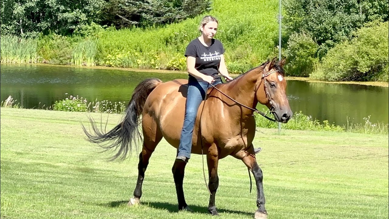 Gunner - 2010 AQHA gelding - YouTube