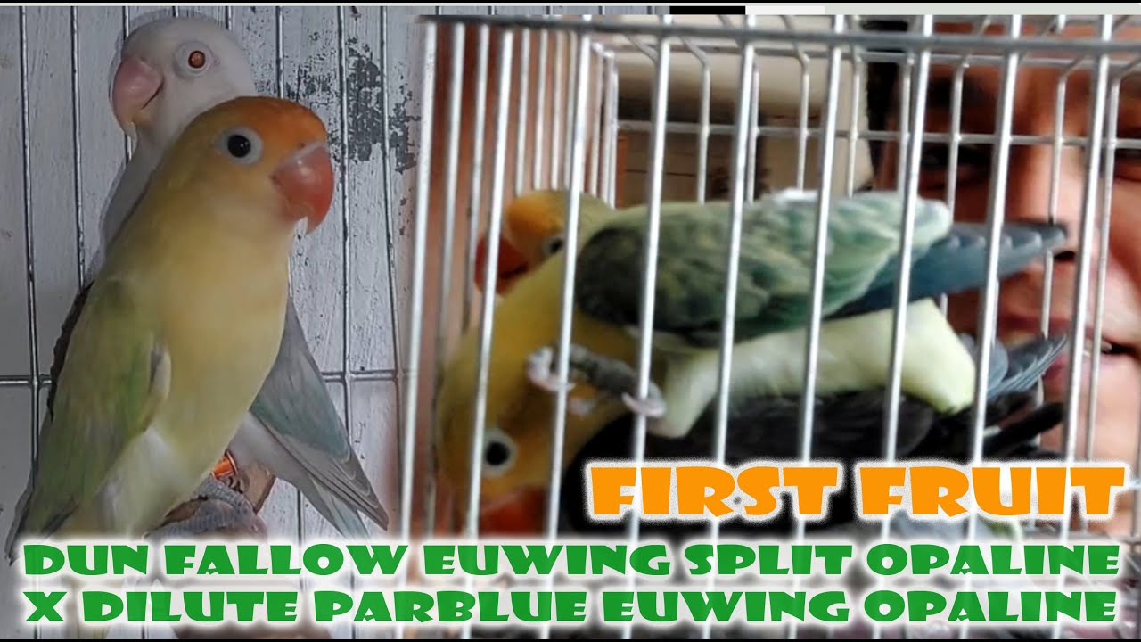 UNANG BUNGA - DUN FALLOW EUWING SPLIT OPALINE X DILUTE PARBLUE EUWING ...