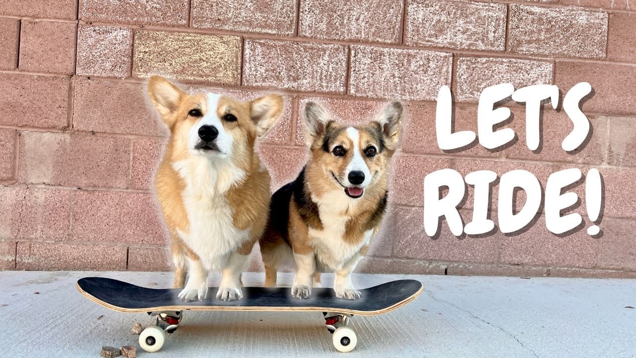 How to Teach Your Dog to Skateboard! - YouTube