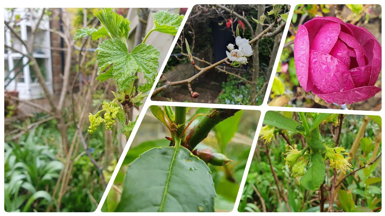 Nectarine fruitlets, Pear, Pink Currant & Honeyberry blossom and more ...