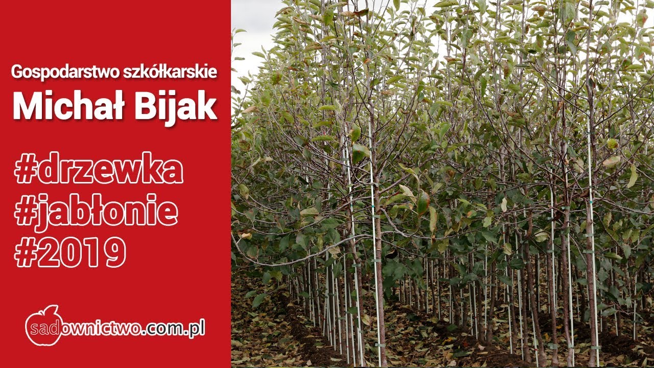 Drzewka ze szkółki - Michała Bijaka - Red Jonaprince, Muna, Gala, Red ...