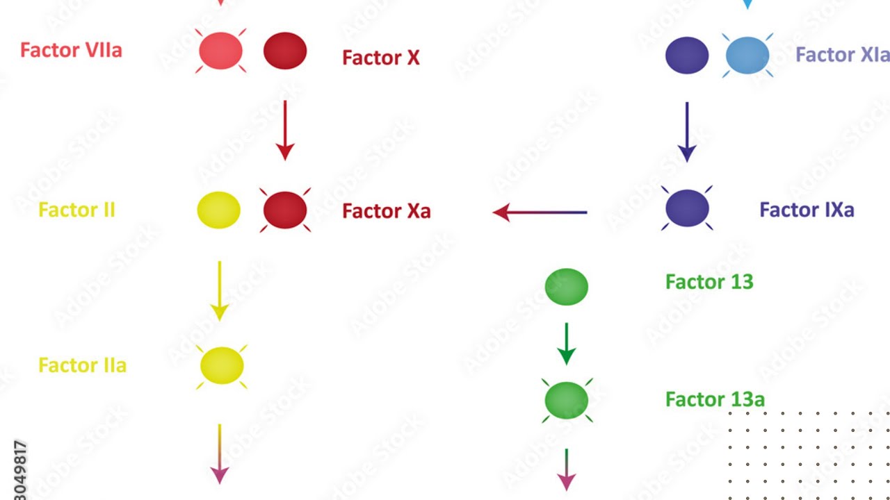 Coagulation cascade |extrinsic and intrinsic pathway of coagulation ...