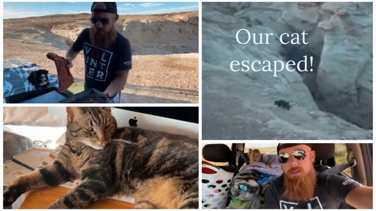 Our Cat Escaped! - YouTube