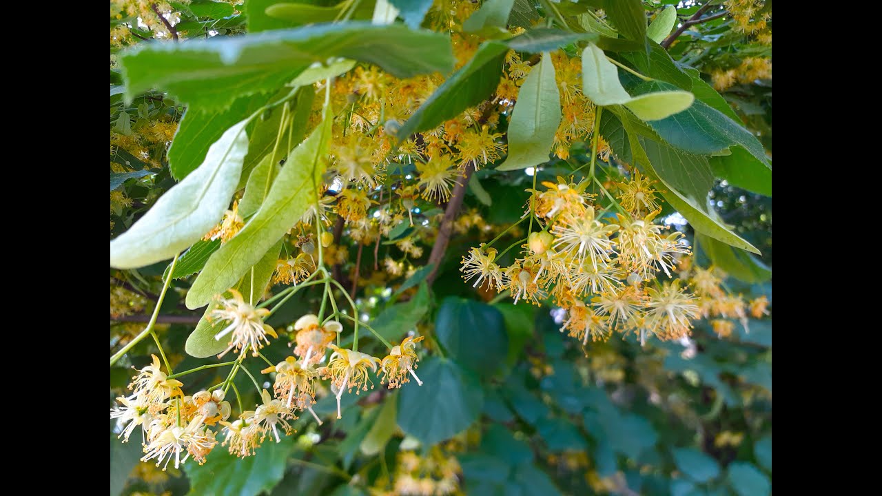 FARMACIA VERDE - TEIUL - YouTube