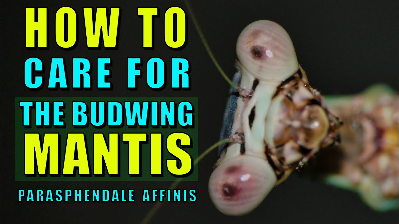 How to keep the Budwing mantis, Top 5 beginner species part 2 - YouTube