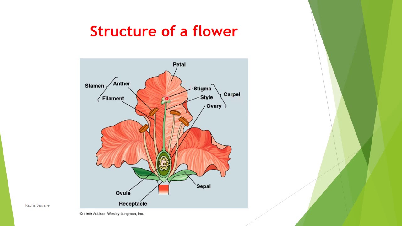 SEXUAL REPRODUCTION IN ANGIOSPERM - YouTube