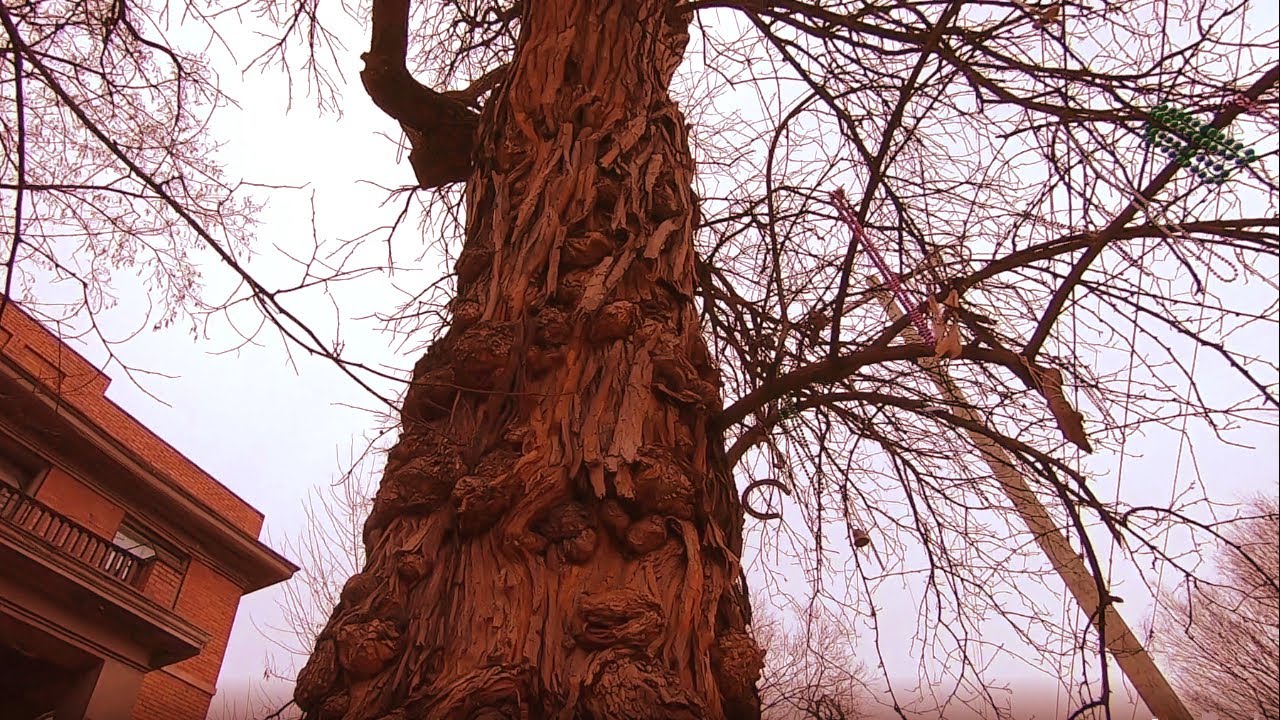 The Witches' Tree | Louisville - YouTube