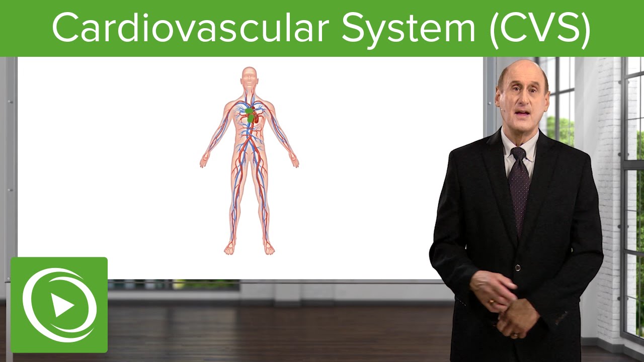 Cardiovascular System: Definition & Function – Vascular Medicine ...