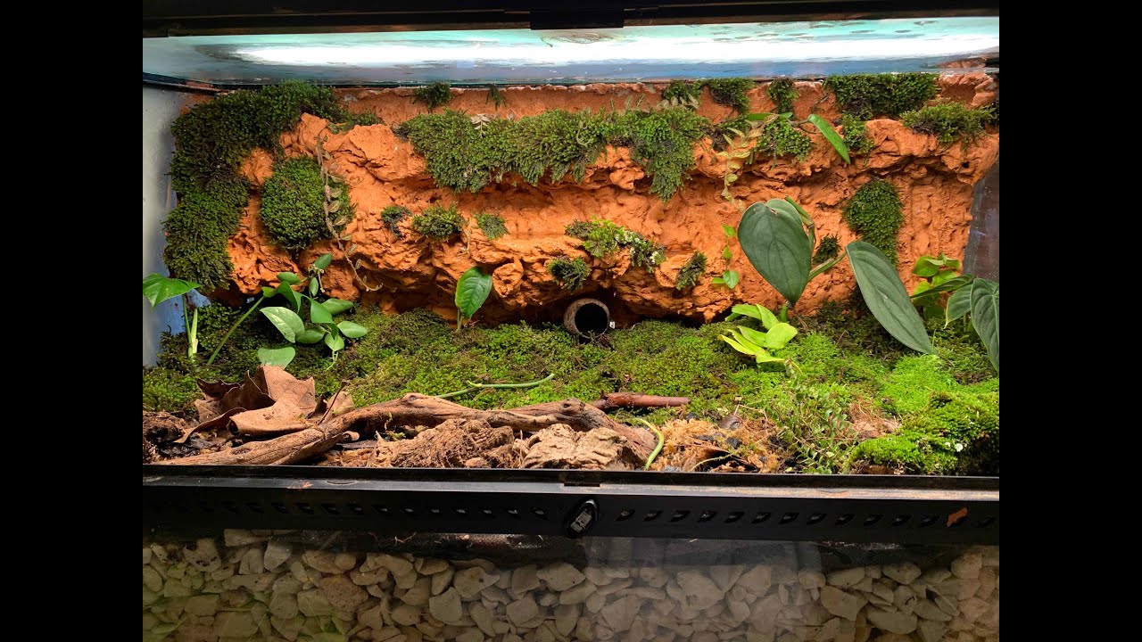 Bioactive Vivarium with Waterfall and Magical Triple Pools-Completely ...