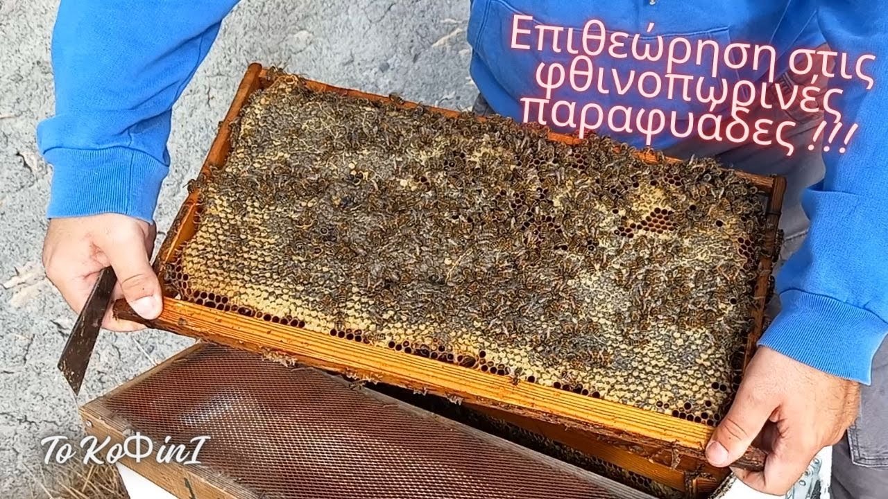 Παραφυάδες ΟΚΤΩΒΡΙΟΥ σε τρικυψελίδια και 5άρες κυψέλες | Μελισσοκομία ...