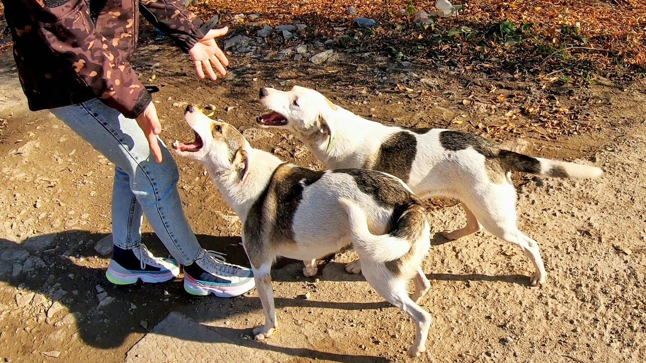 Stray Dogs can't Content Joy when They Feel Human Love - YouTube