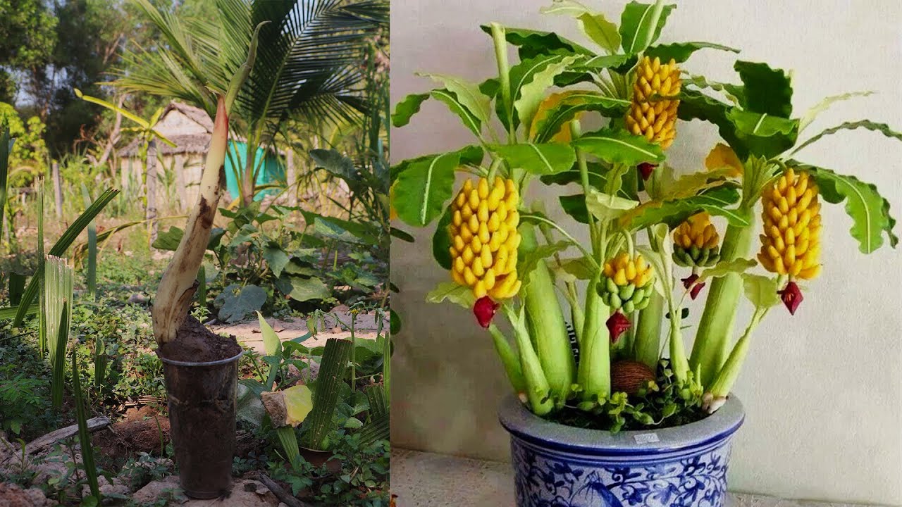 Techniques for Grafting Banana Get amazing results Grafting Banana Tree ...