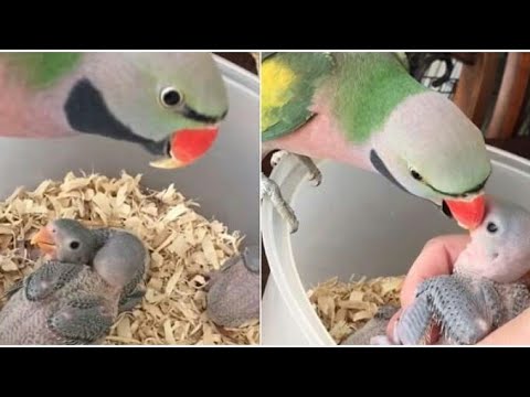 Sweet moment loving mama parrot tells her babies 'I love you' - YouTube