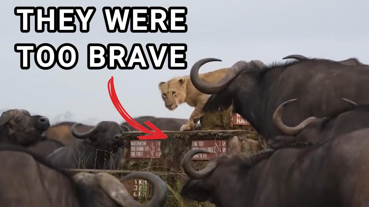 THE ANIMALS THAT WERE BRAVE...EVEN MORE - YouTube