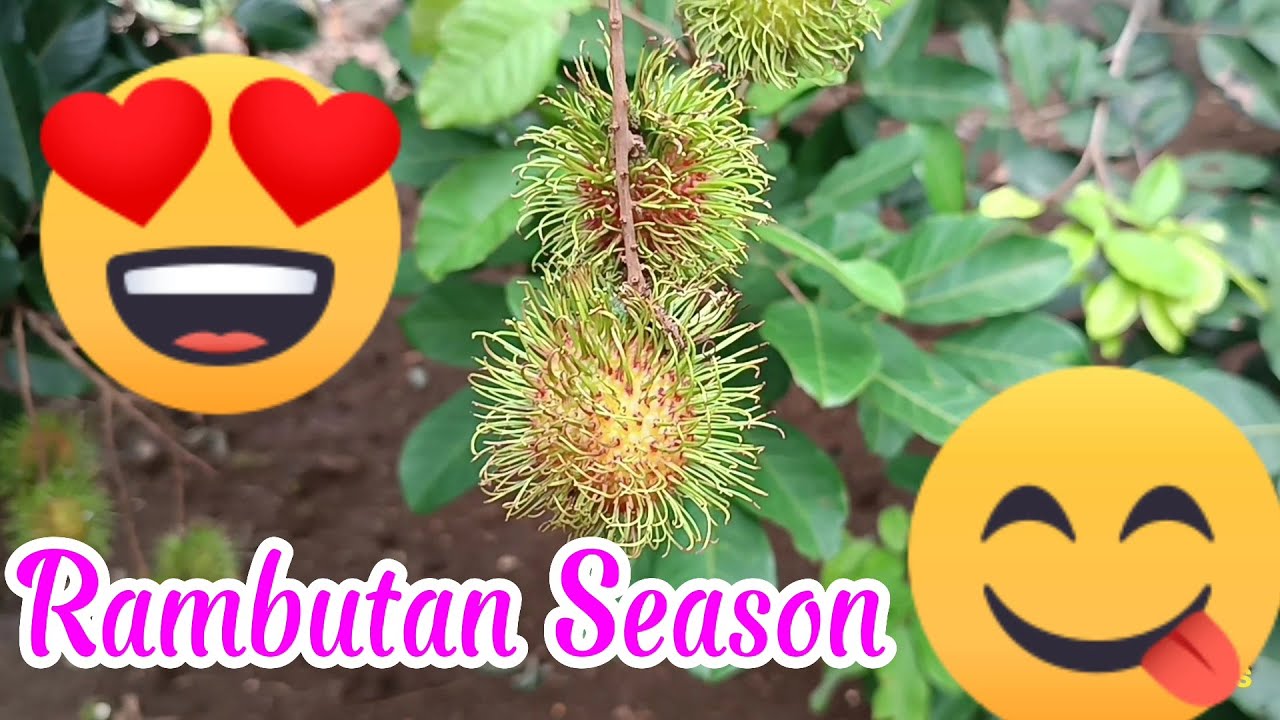 Rambutan Season | Rambutan Fruits Are Delicious | Day At Home - YouTube