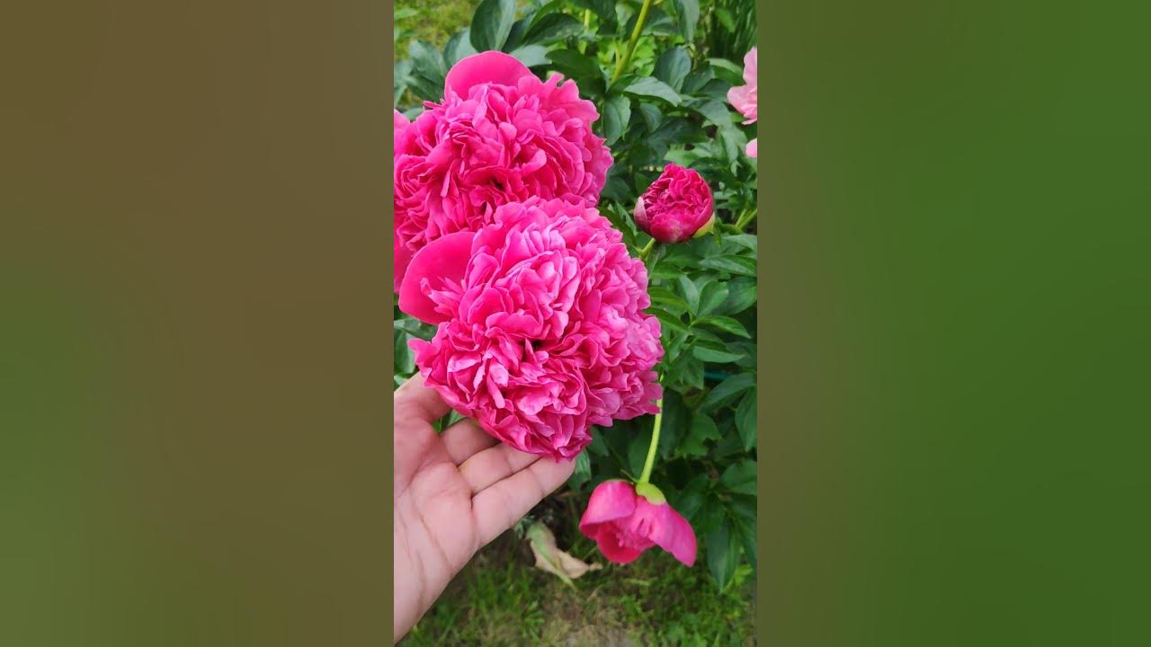 Пион Glowing Raspberry Rose - Пион Глоуинг Распберри Роуз - YouTube
