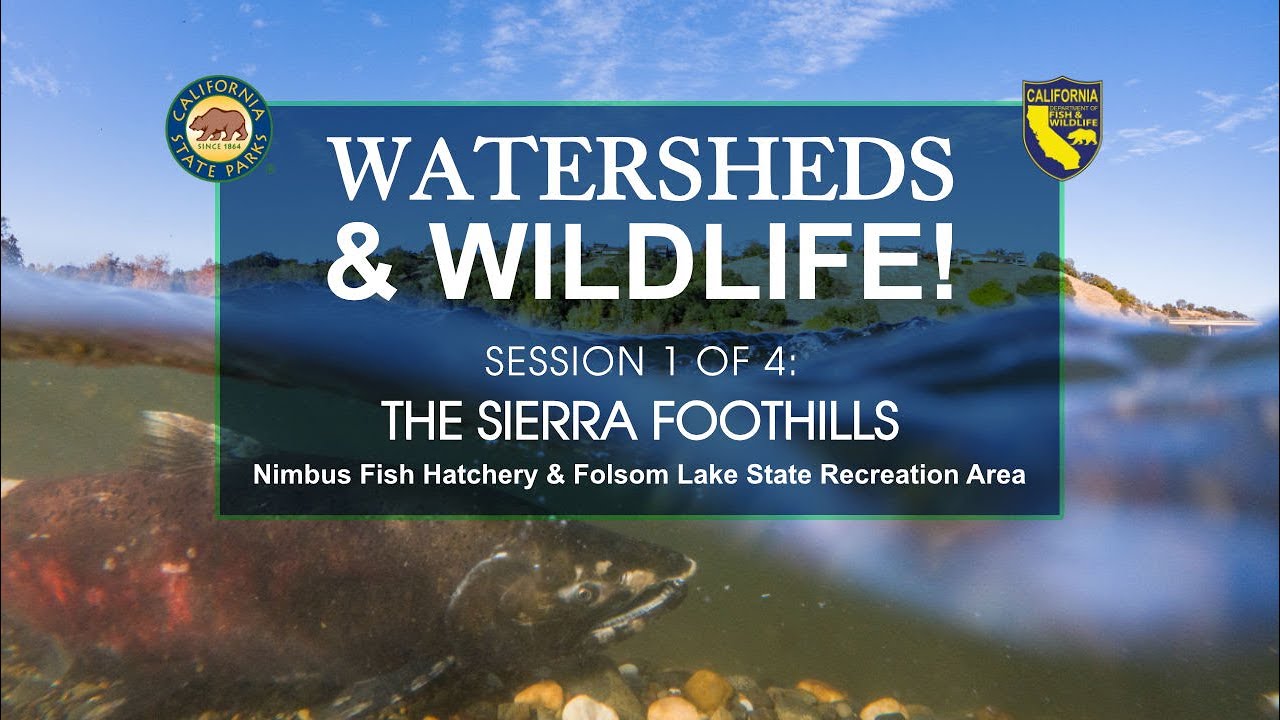 The Sierra Foothills: Nimbus Fish Hatchery & Folsom Lake State ...