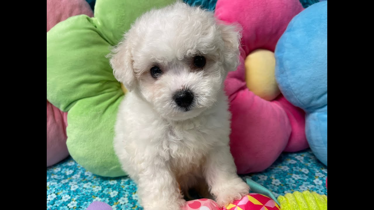 "Kaelyn" - Female Bichon Frise - YouTube