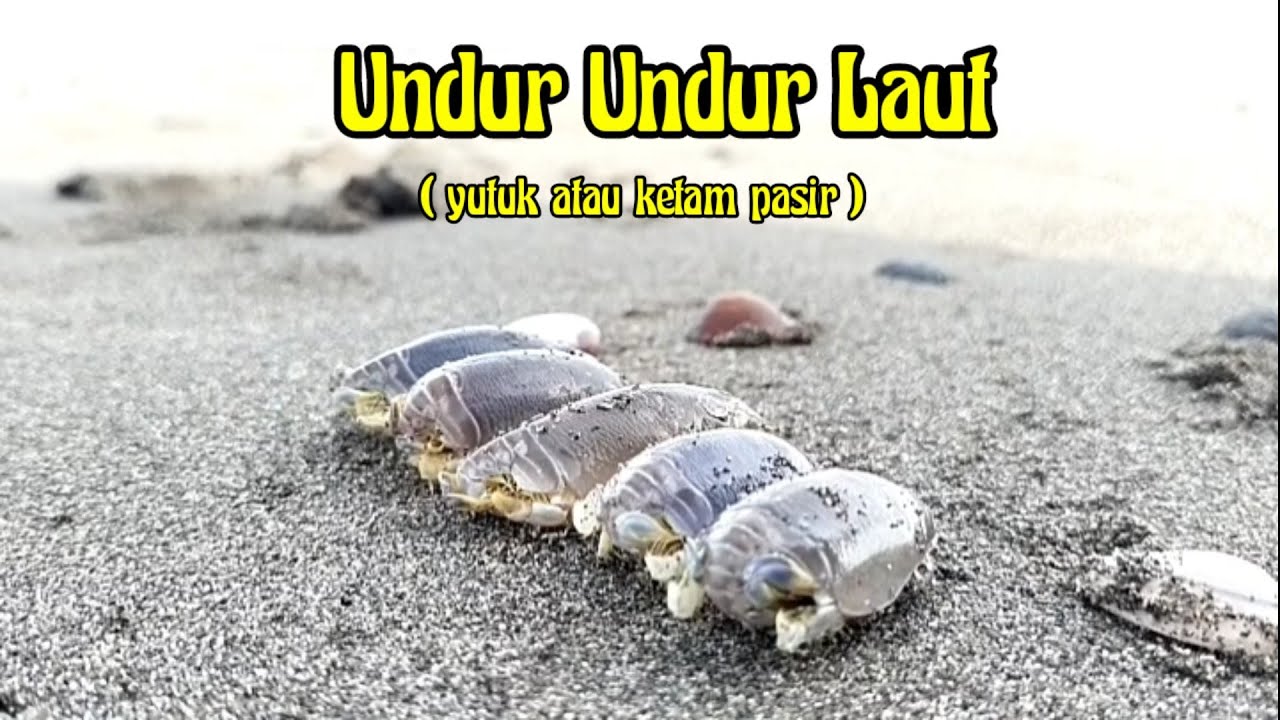 Melihat Undur undur laut atau Yutuk di pantai - YouTube