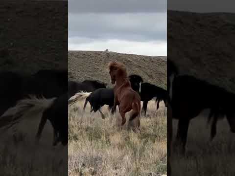 atların liderlik kavgası #horse #keşfet #at #horselover