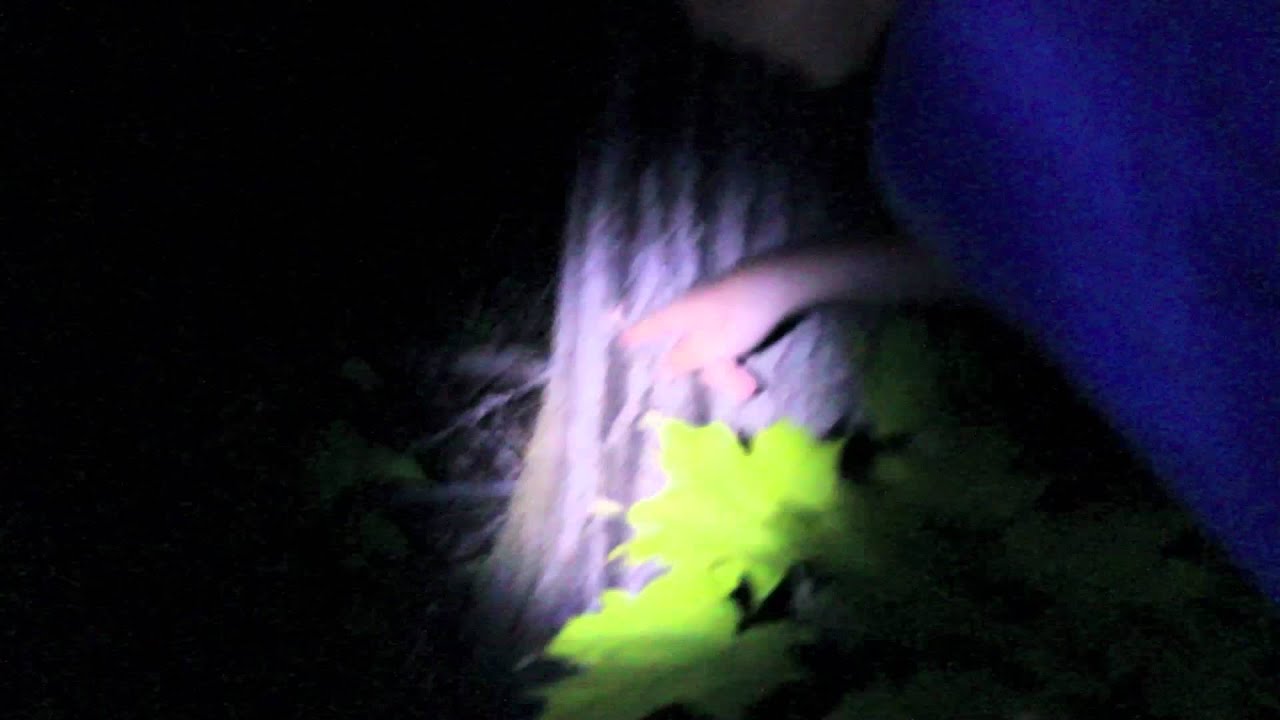 Night insect collecting - YouTube