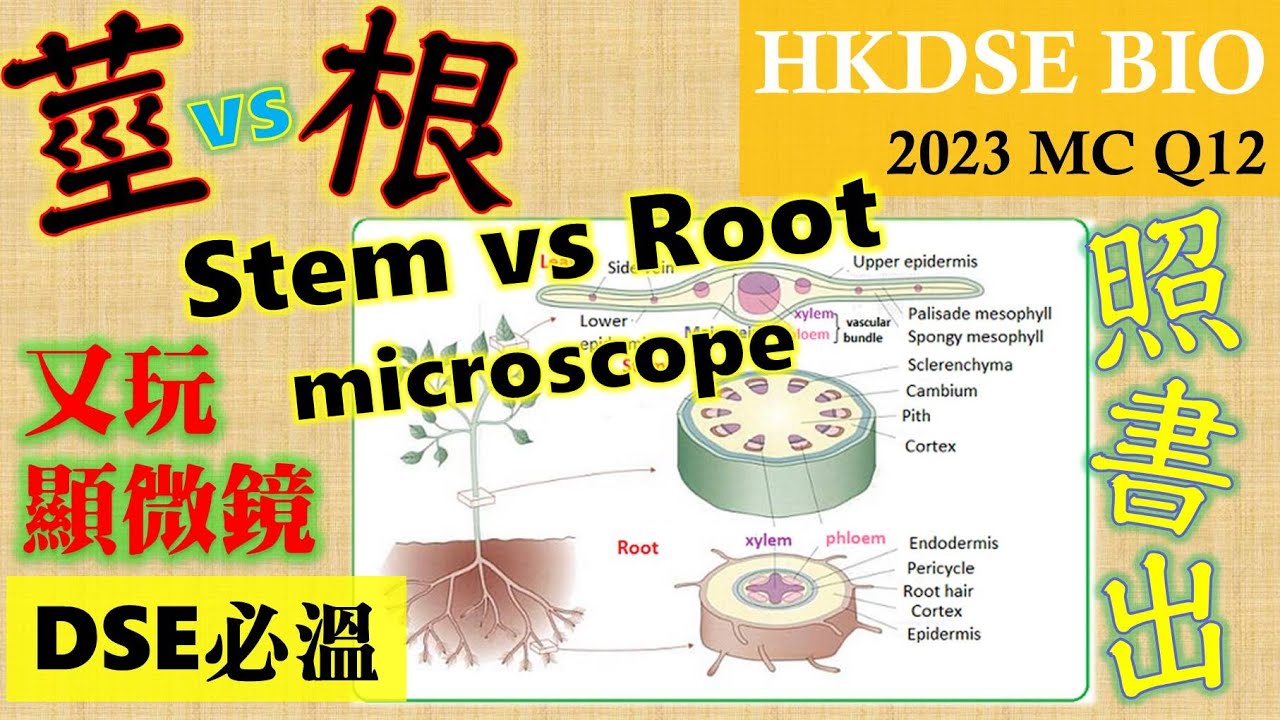 DSE Bio │ HKDSE 2023 MC Q12│stem section 莖切面│vascular bundles 維管束│Faith Education {雙語Bilingual ...