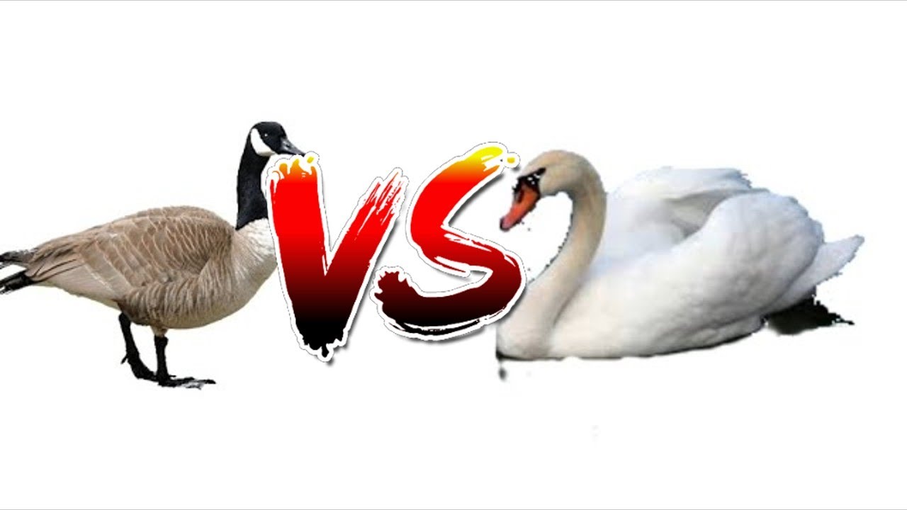 Goose VS Swan (The Goose Series: Episode 1) - YouTube