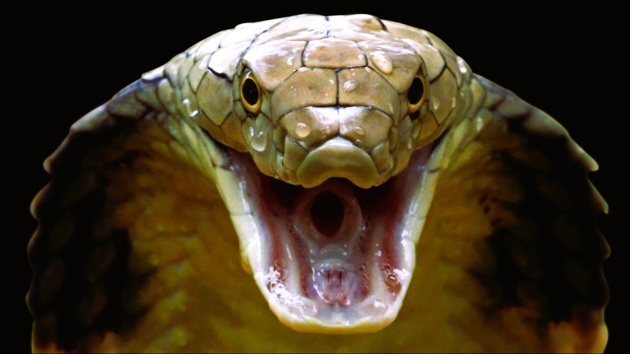 Snakes vs Garuda Story : Akshat Gupta | Mythology | Snake | The Epic ...