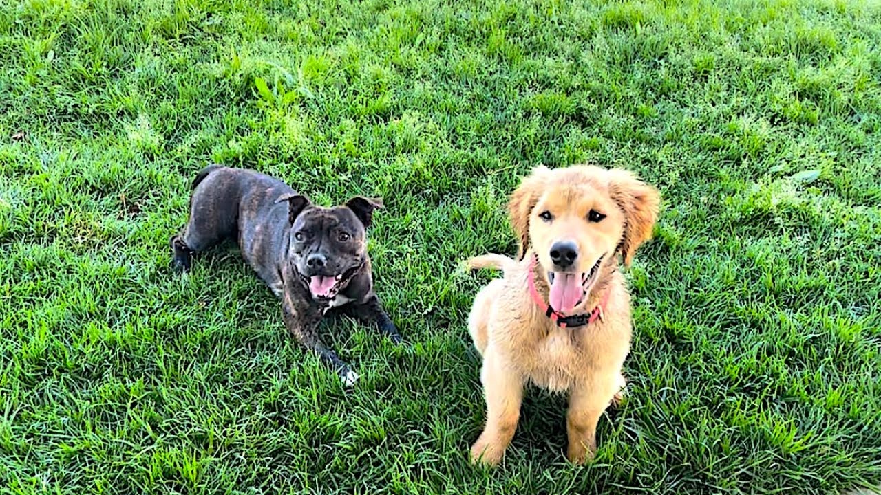 Unexpected friendship between two Dogs is Adorable - YouTube