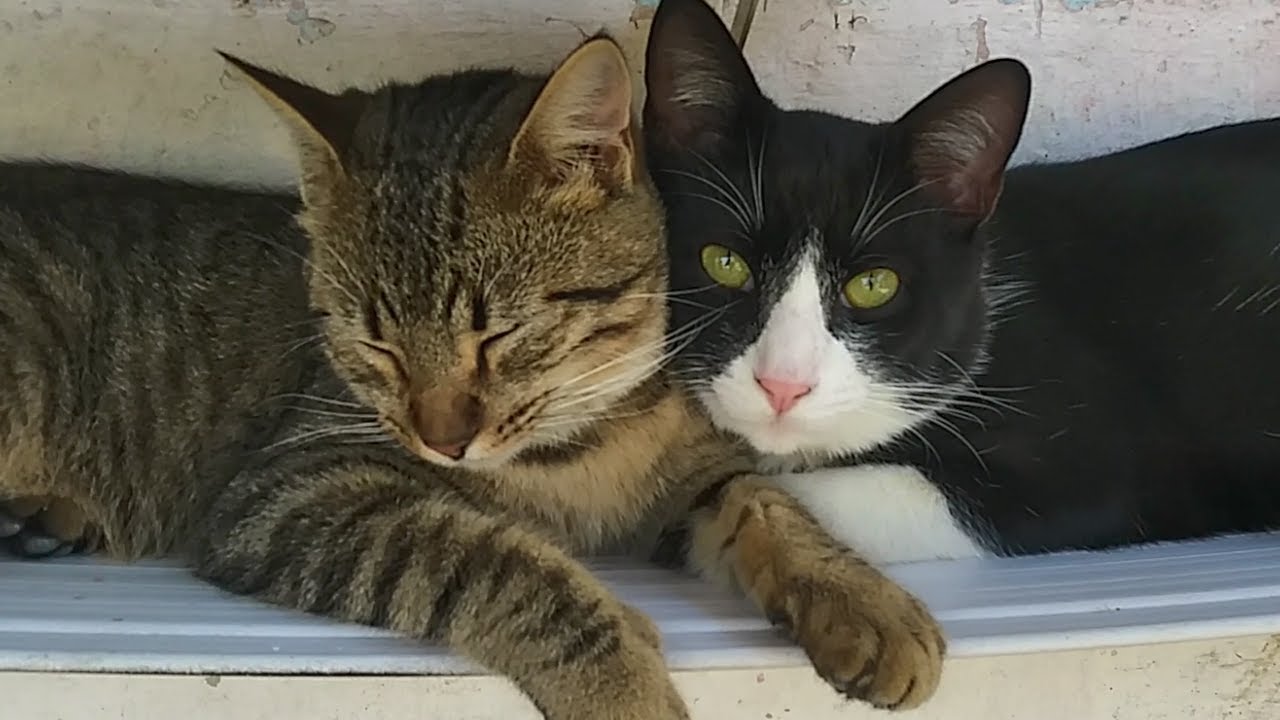 Nossos GATOS brincando e cochilando! #pets #cats - YouTube