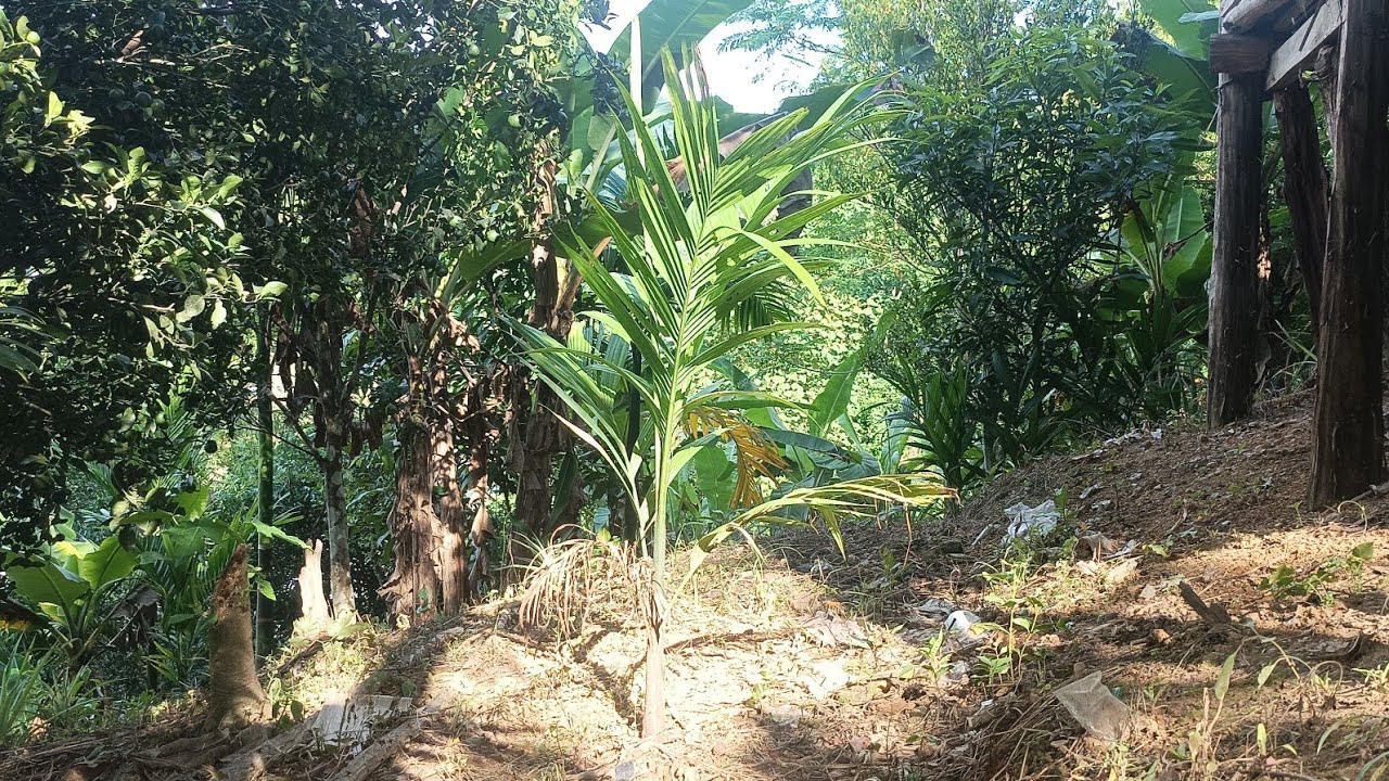 KUHVA HI A TUI A NIH KA RING. - YouTube