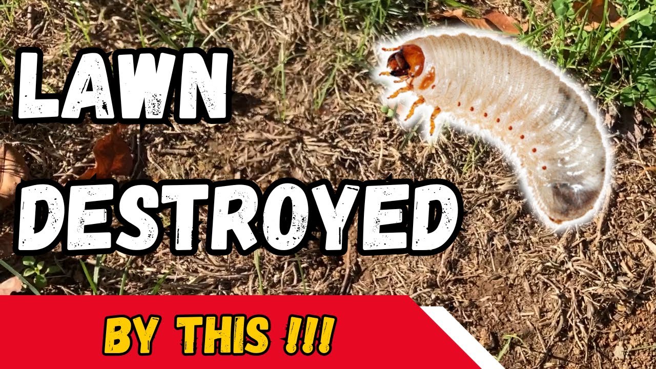 What is destroying my lawn? What I used and how well it worked. - YouTube