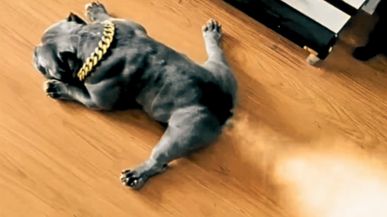 Dogs Doing The Most Hilarious Things - (Funniest Dog Compilation) - YouTube