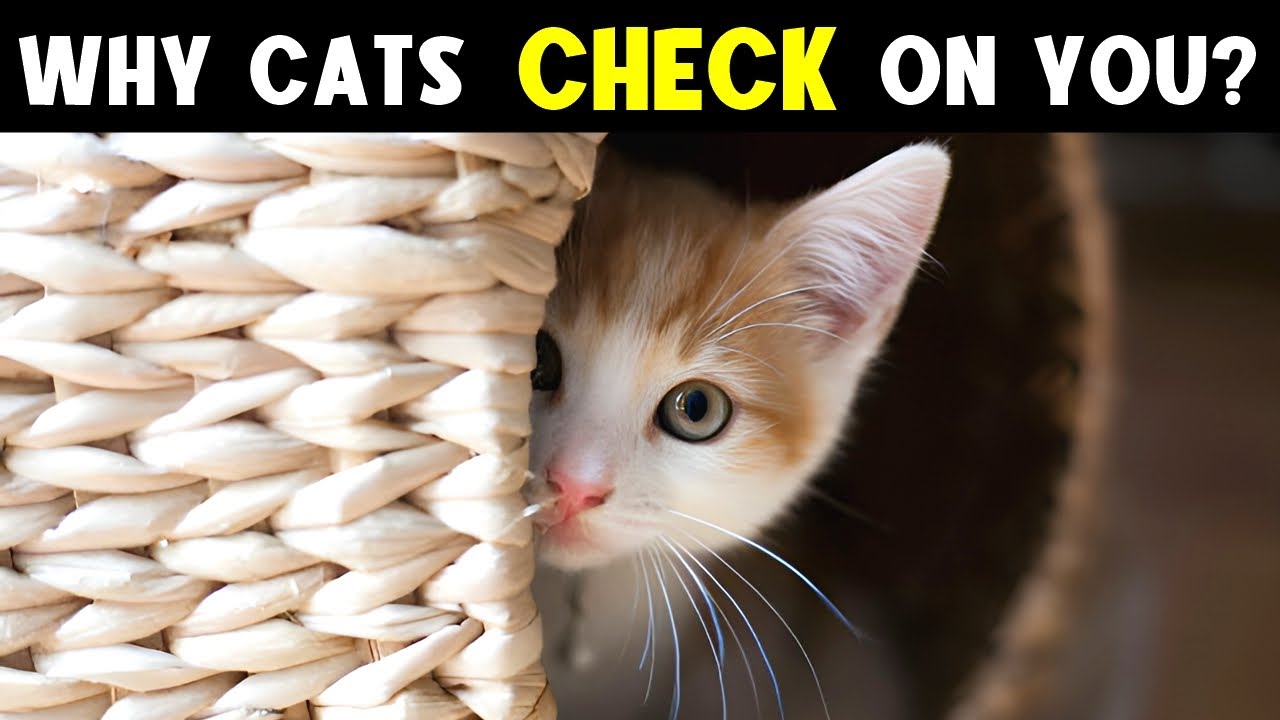 Why Does Your Cat CHECK YOU All the Time? The Answer Will SURPRISE You ...