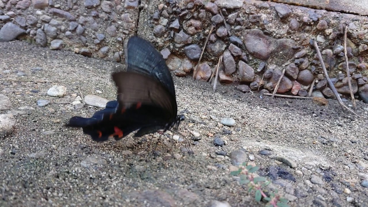 Papilio protenor puddling - YouTube