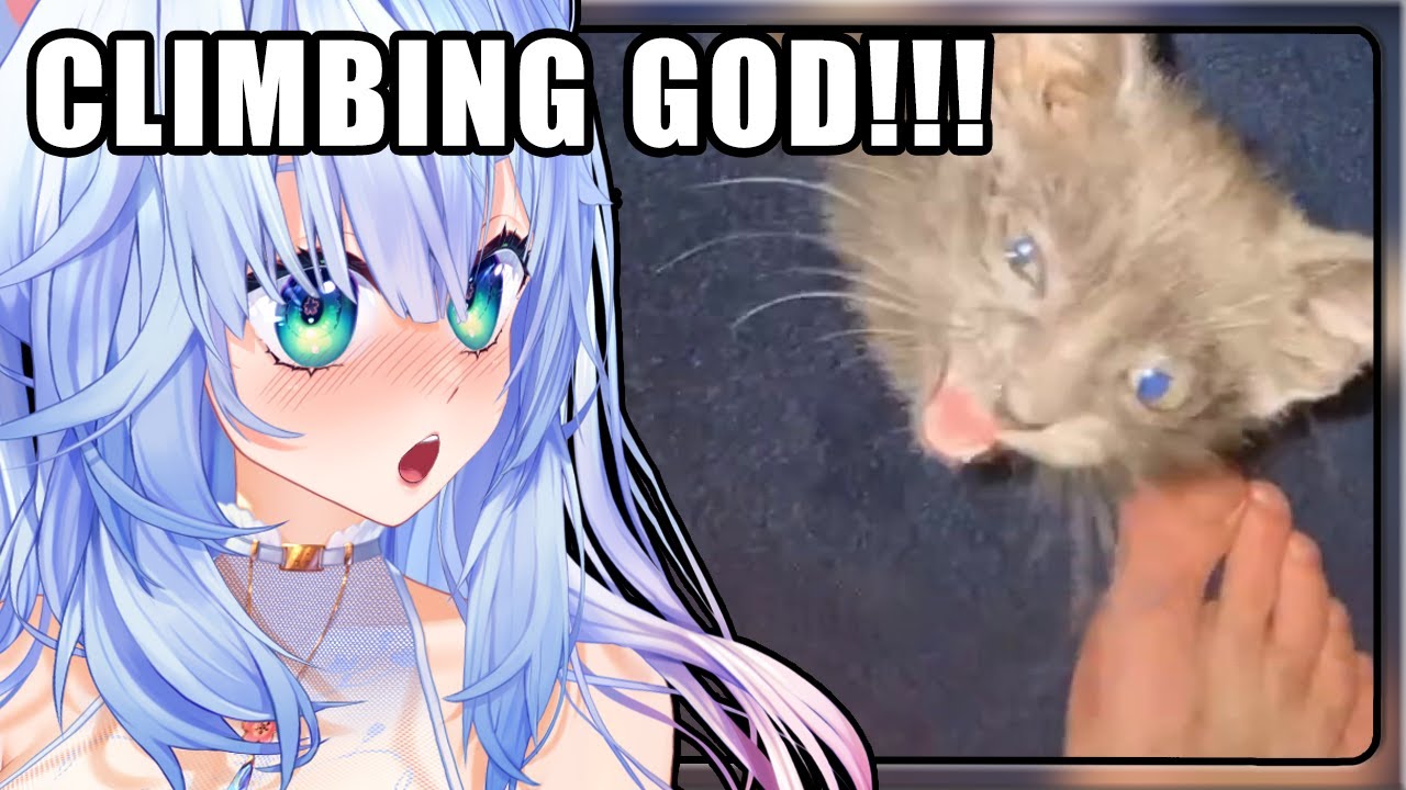 Little fella is INSANELY NIMBLE!!! | Mifuyu Reacts to UNUSUAL MEMES ...