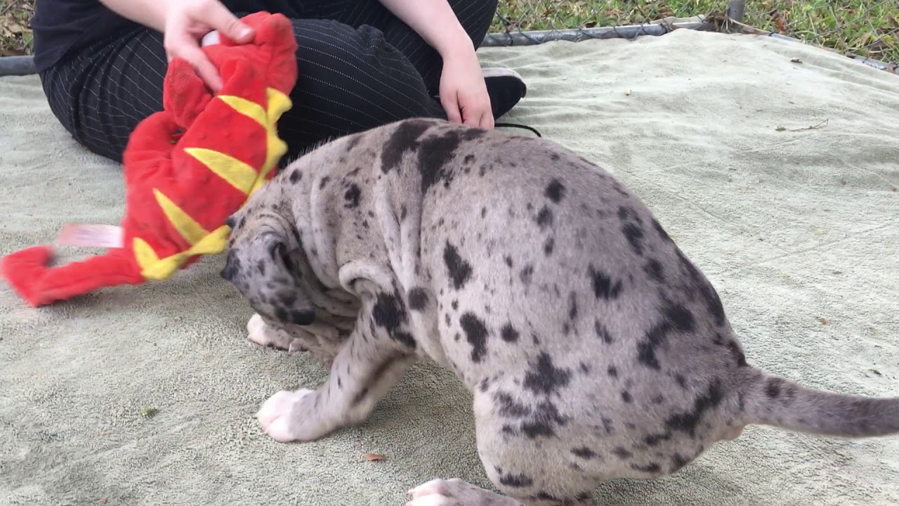 Merle female 1 - video 2 - YouTube