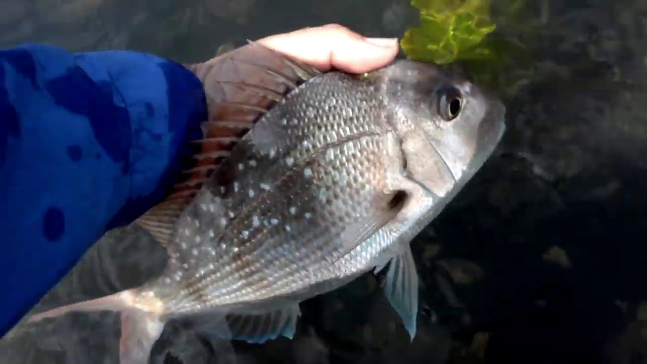 Snapper on the drifting fly - YouTube