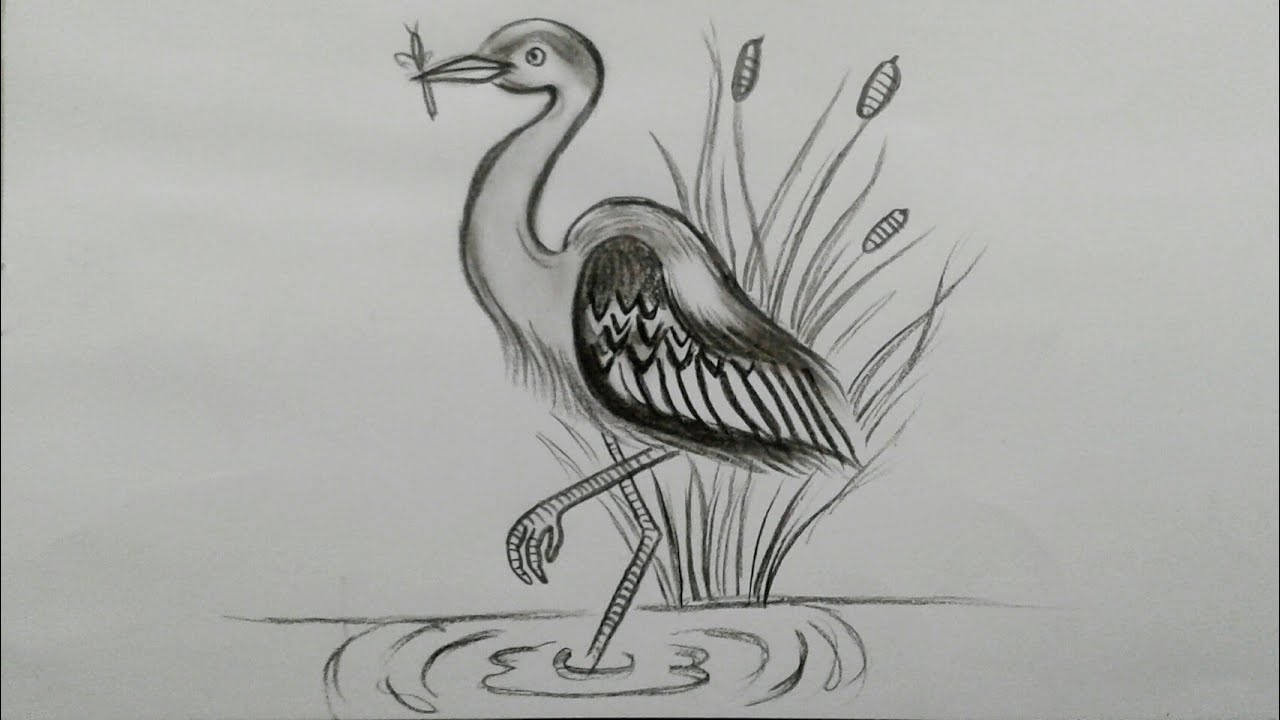 how to draw heron//bagule ka chitra//bird drawing/bagula kaise bnate ...