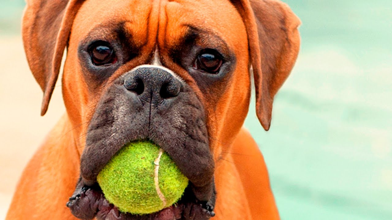 Funny Dogs Tricks #53 - YouTube