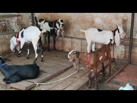 osmanabadi goats and pure quality hyderabadi goats available in Jhirra ...