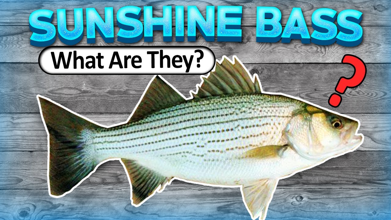 Sunshine Bass, What are they? Let's hit the Delta and Find out! - YouTube