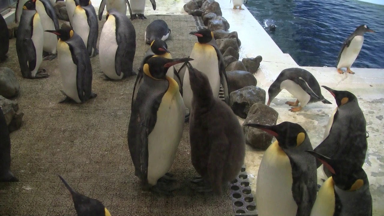 #3-36 April 2018 king penguin at Adventure world, Japan - YouTube
